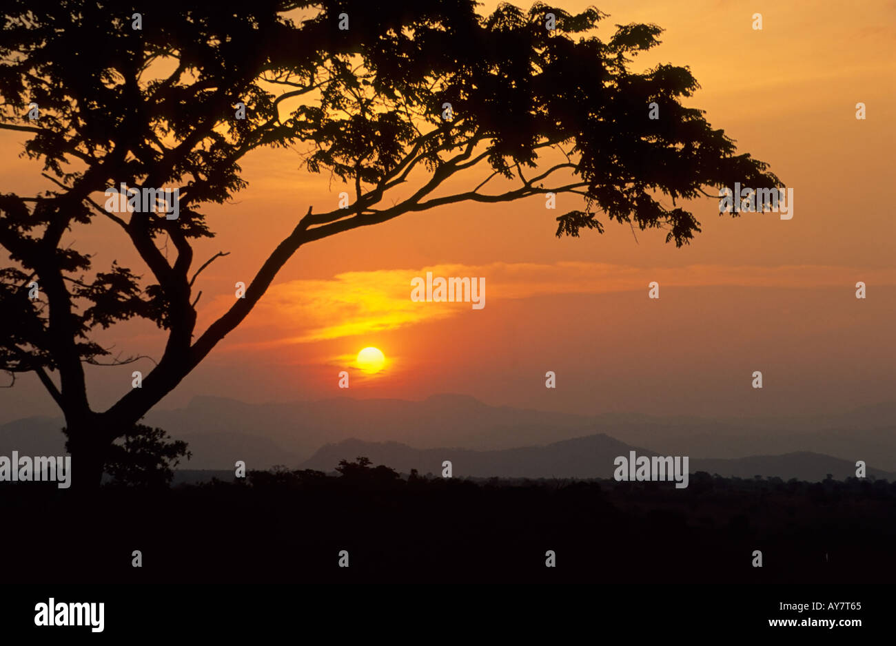 Tree at Sunset, Eastern Zimbabwe Stock Photo - Alamy