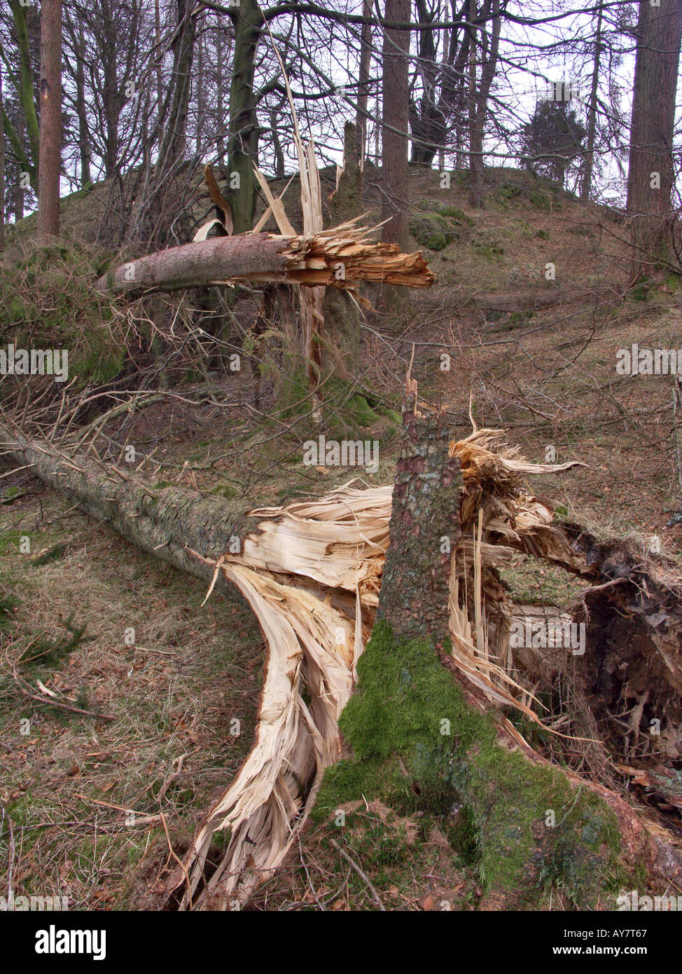 Fallen trees, ripped apart by storm force winds Stock Photo - Alamy