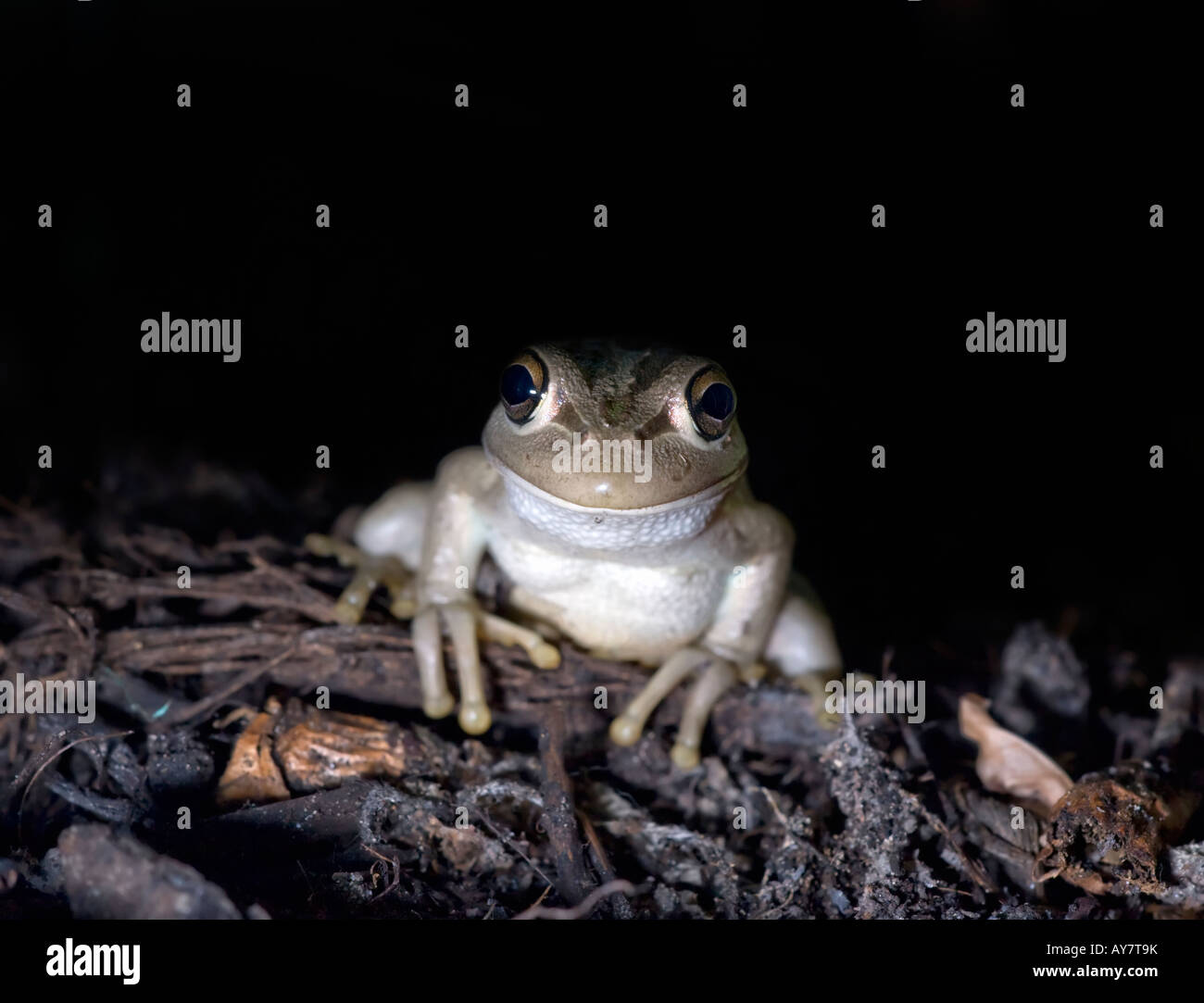 A motorbike frog (litoria moorei) on the ground at night. Perth ...