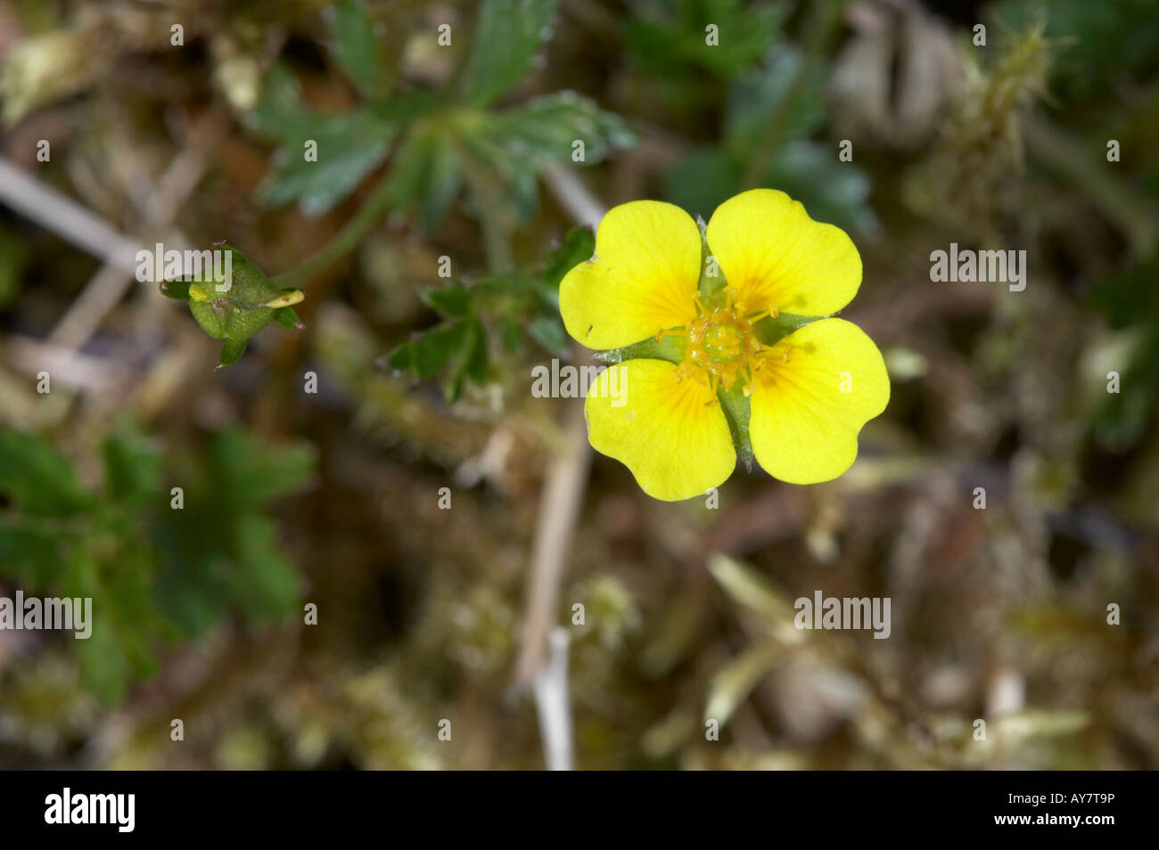 Tormentil uk hi-res stock photography and images - Alamy