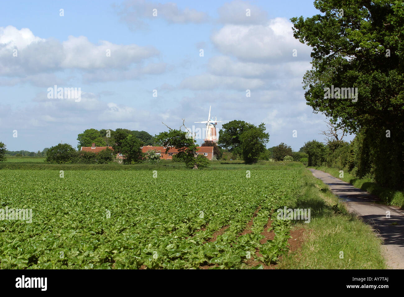 UK Norfolk Broads Sutton Windmill across field of spinach Stock Photo ...
