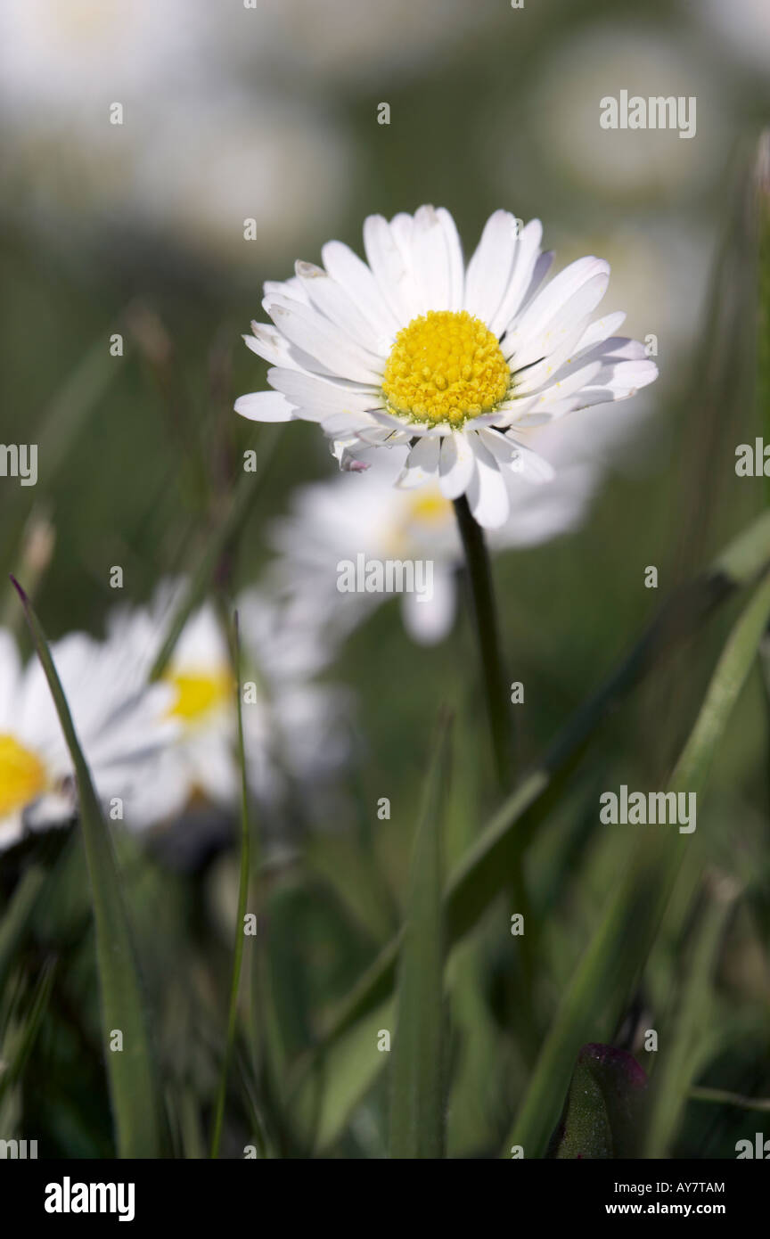 Daisy Bellis perennis flower Stock Photo - Alamy