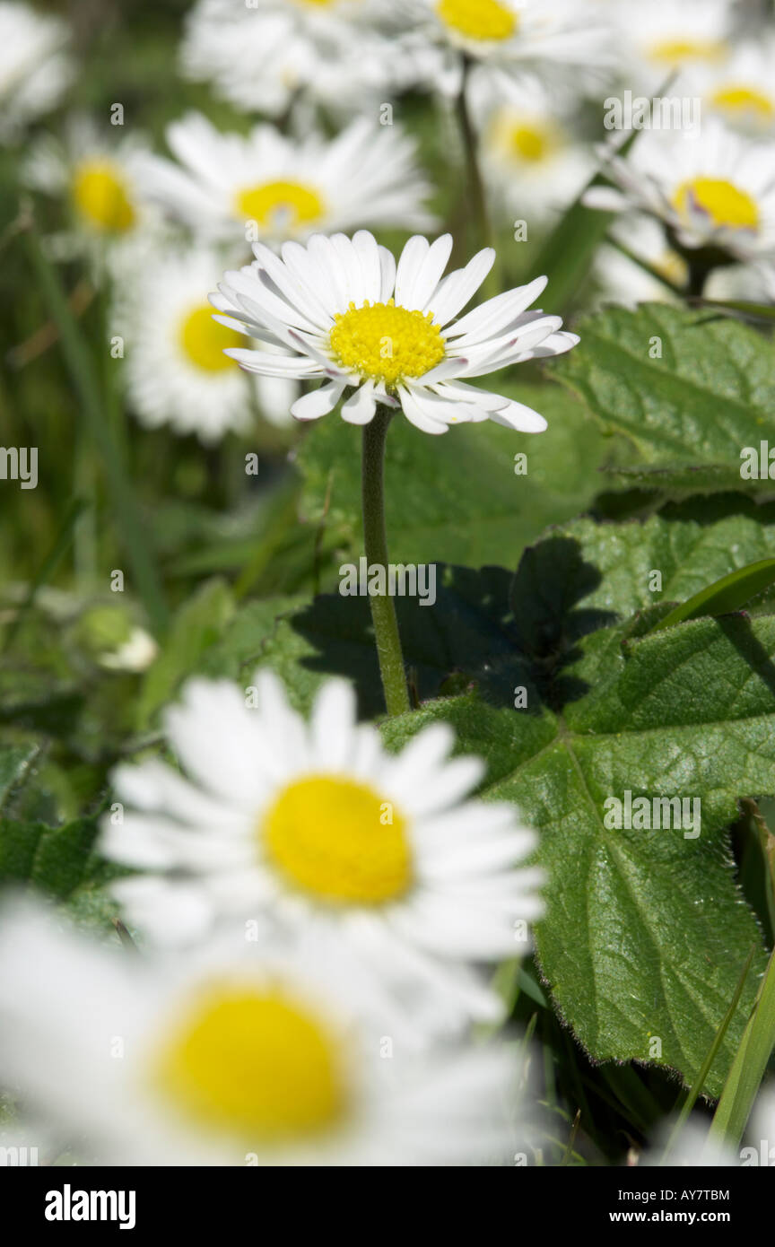 Daisy Bellis perennis flower Stock Photo - Alamy