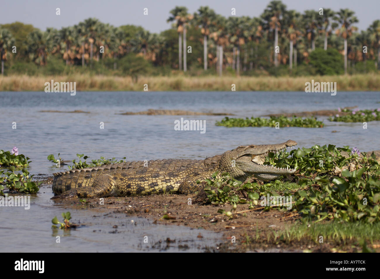 Nile Crocodile (Crocodylus niloticus) basking with open mouth to ...