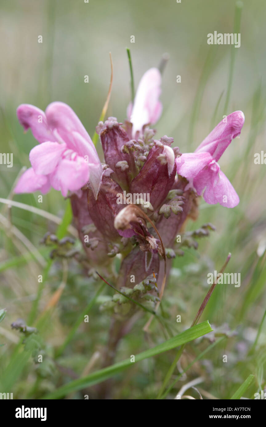 Lousewort Pedicularis Sylvatica Flowers High Resolution Stock ...