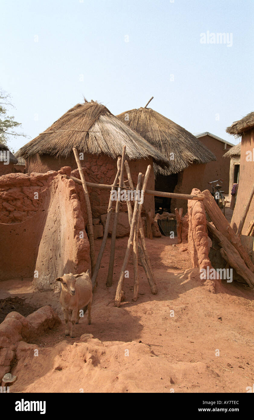 Goat in compound Stock Photo - Alamy