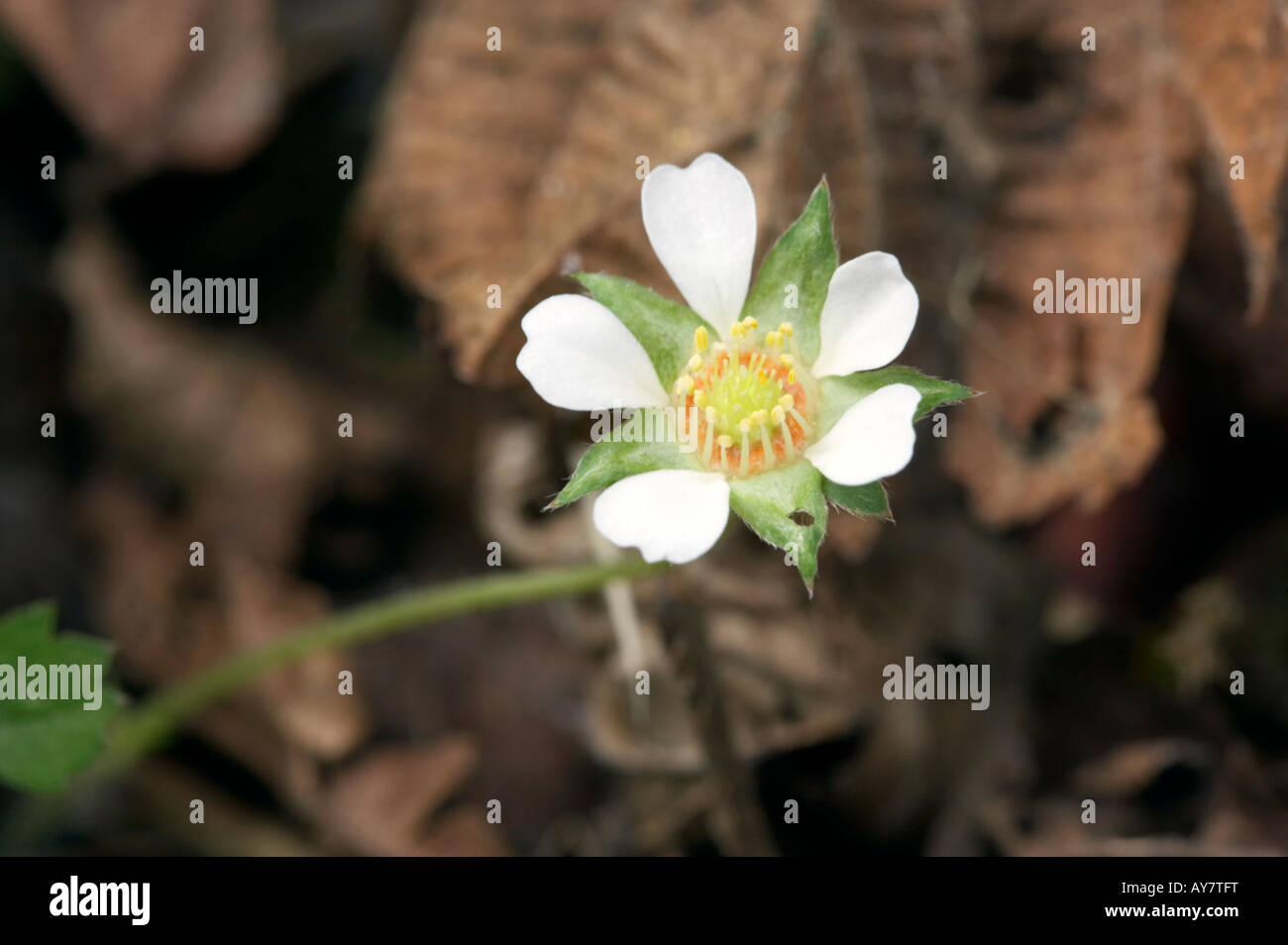 Barren Strawberry Potentilla sterilis flower Stock Photo - Alamy