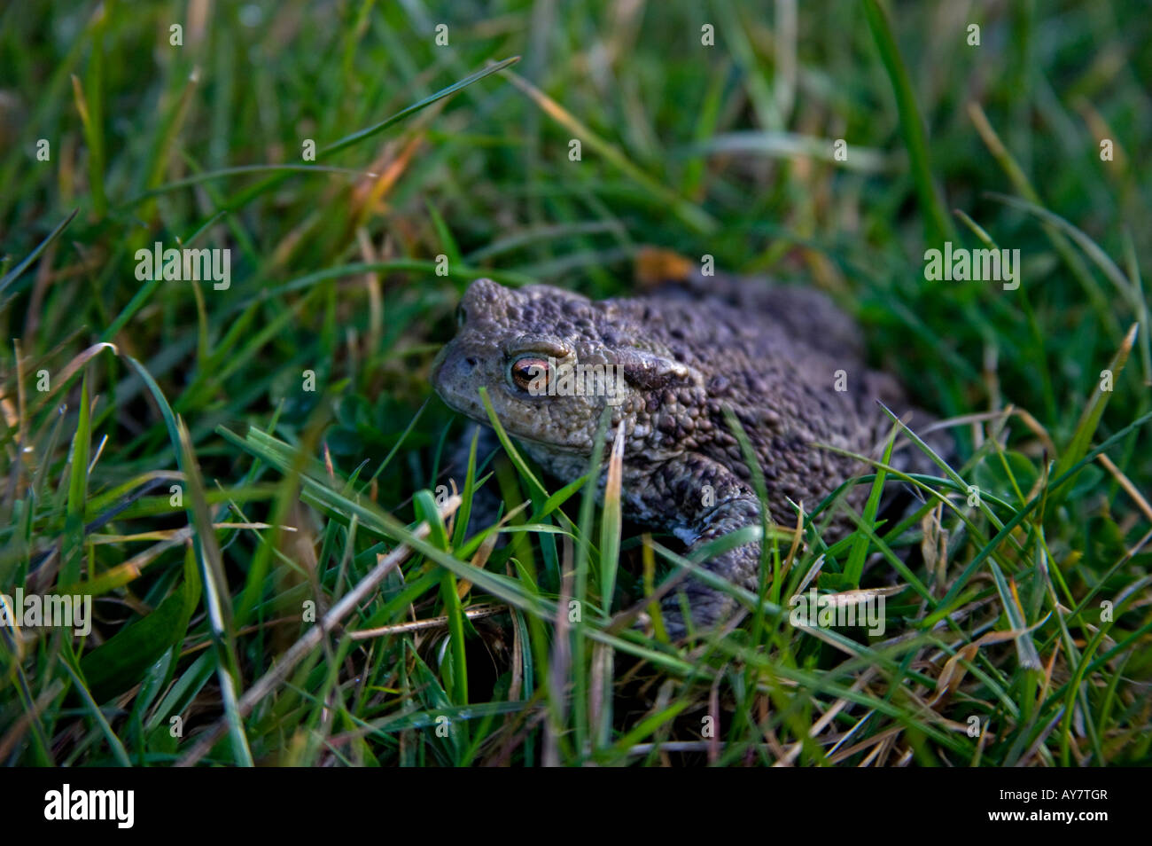 Female toads hi-res stock photography and images - Alamy