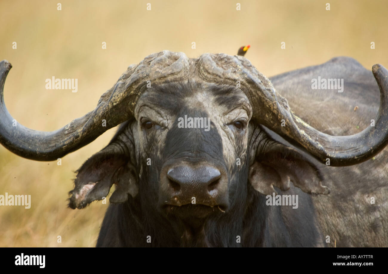 A front-on head shot of an African buffalo standing in the grasslands ...