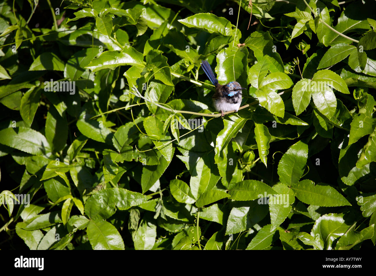 Australian male Supurb Fairy Wren (Malurus cyaneus), malting into ...