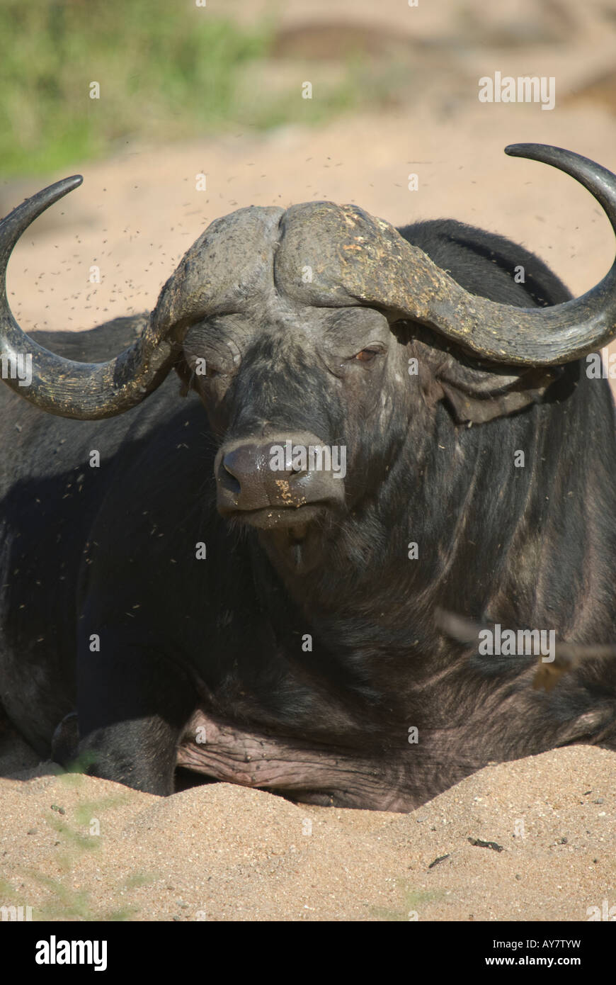 Sitting buffalo hi-res stock photography and images - Alamy
