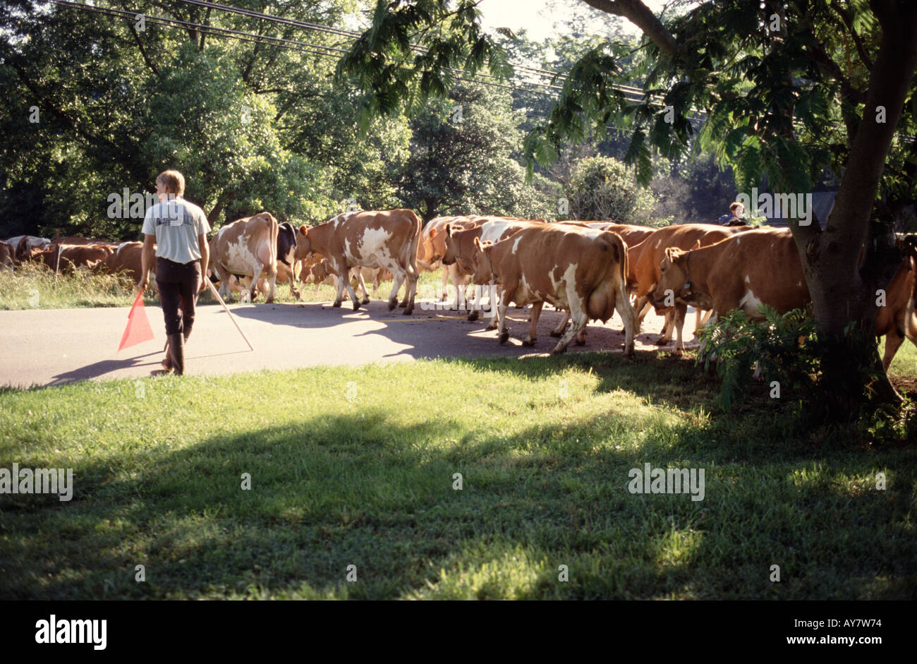 Farm boy herding cows to greener pastures in Chesapeake, VA (USA Stock ...