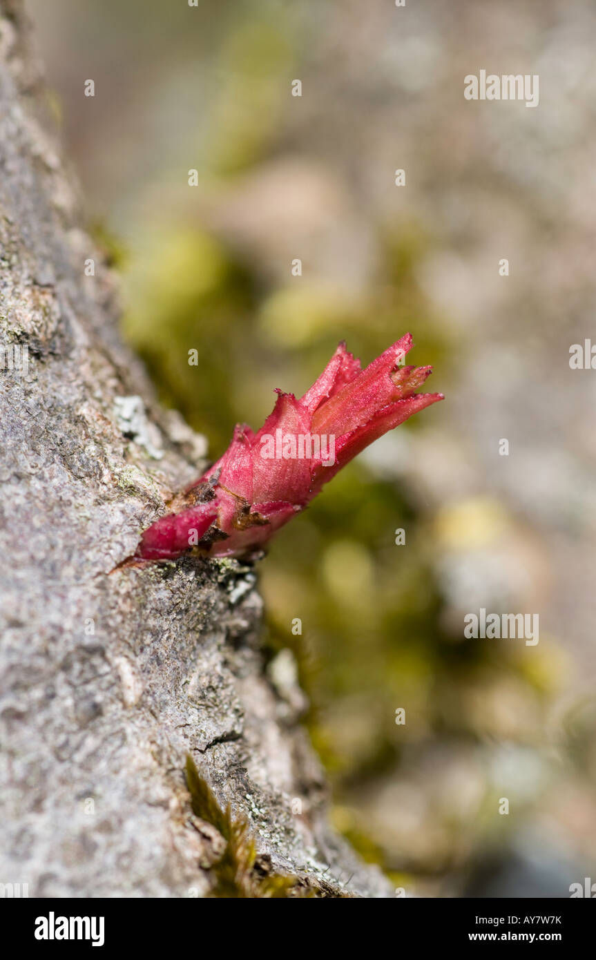 Newly emerged shoot on old woody stem of a rose Stock Photo - Alamy