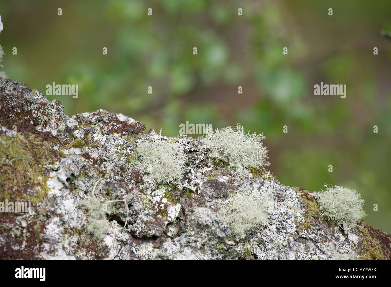 Lichens growing on tree Stock Photo - Alamy