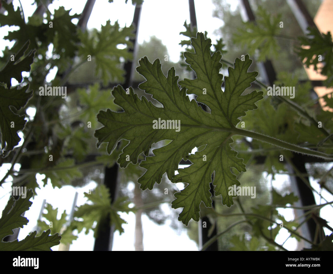 Lemon geranium Pelargonium crispum in a window Stock Photo - Alamy