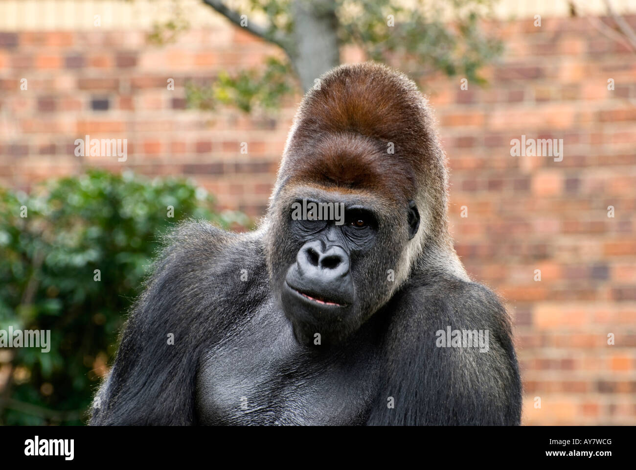 Very large silverback gorilla hi-res stock photography and images - Alamy