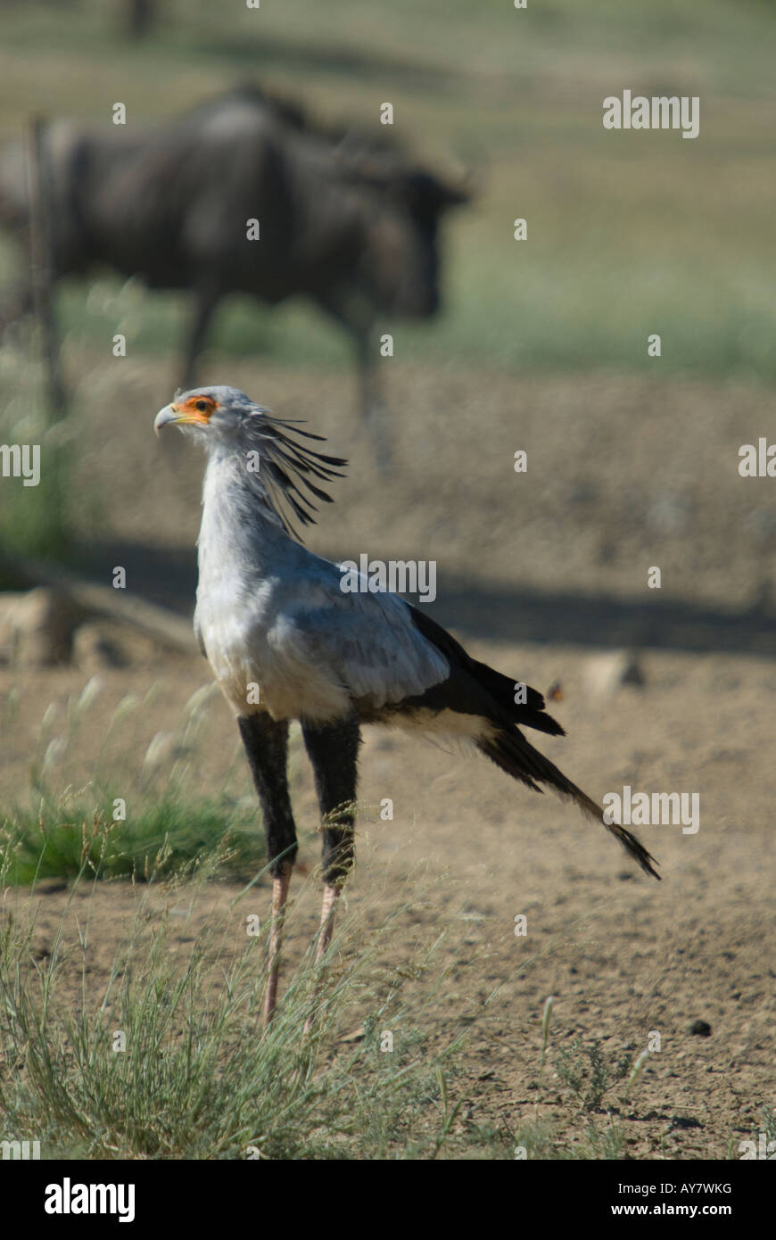 Wildebeest and bird hi-res stock photography and images - Alamy
