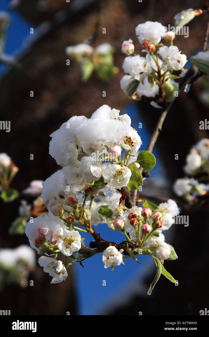 Melting Snow on Pear Blossom (Pyrus cultivar Stock Photo - Alamy