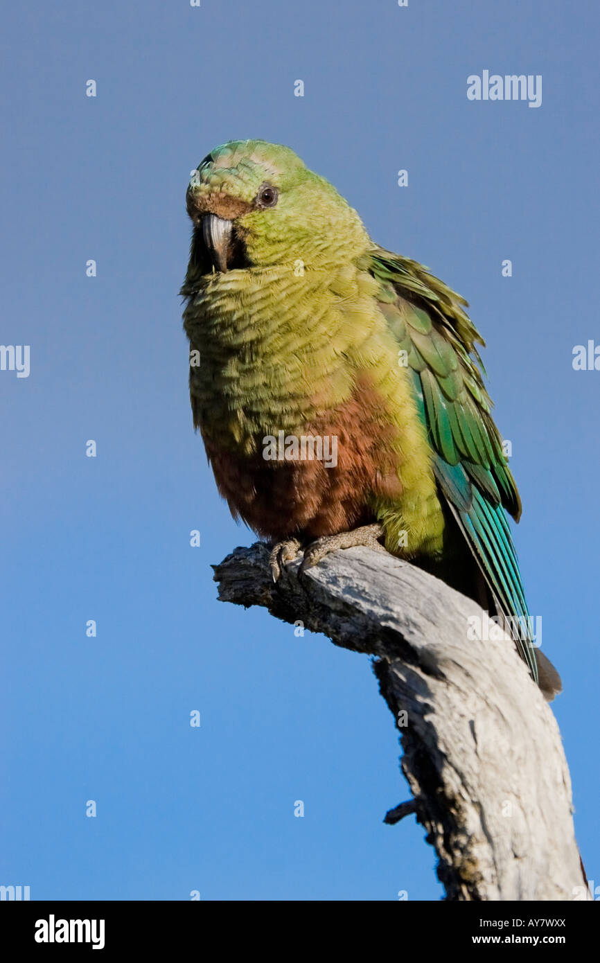 Austral Parakeet (also Austral Conure or Emerald Parakeet), Torres del ...