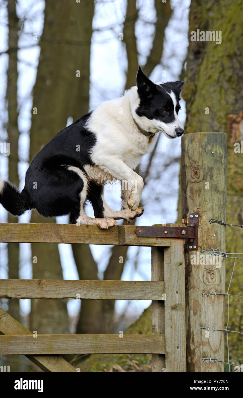 Wooden gate dog hi-res stock photography and images - Alamy