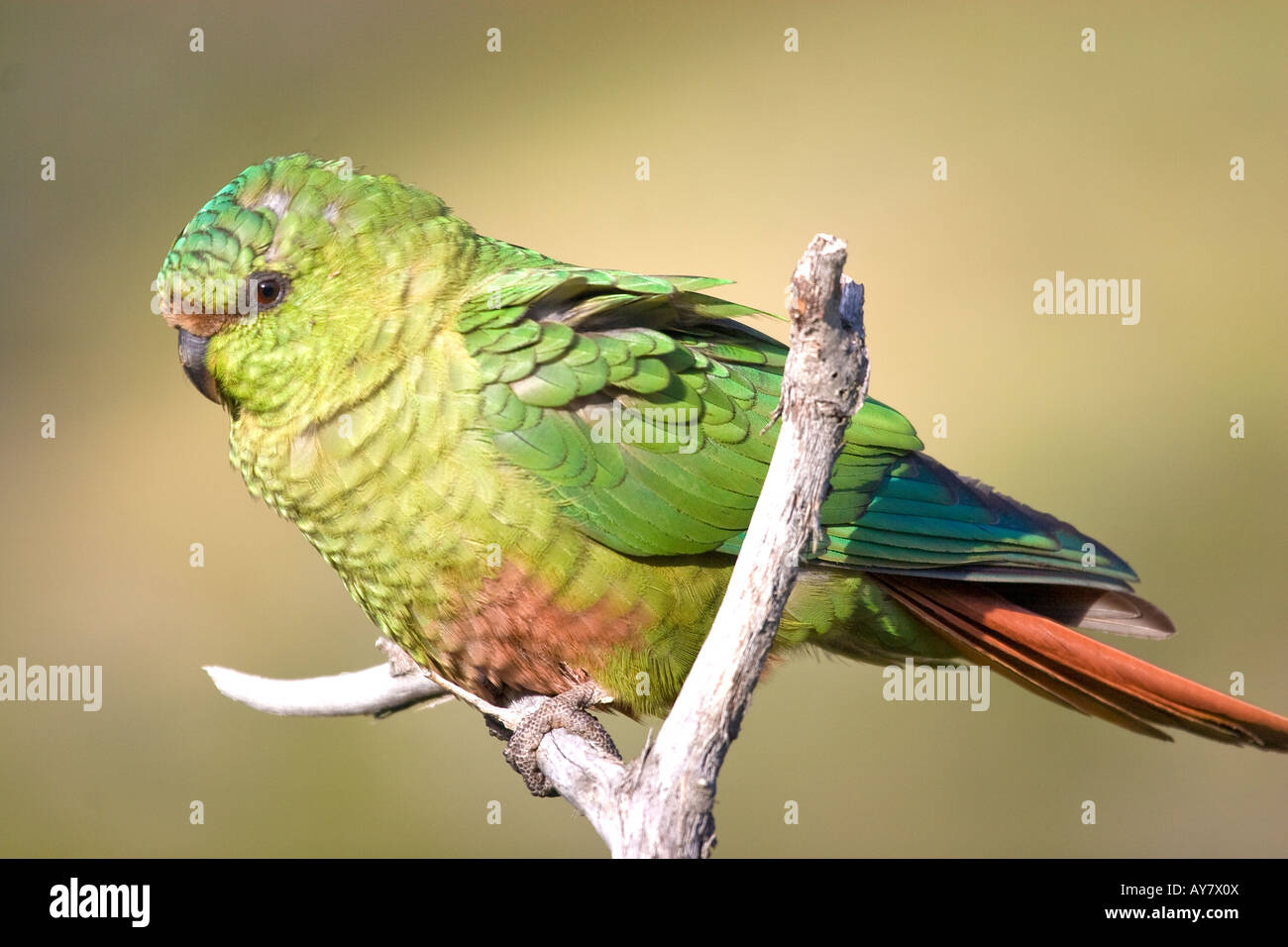 Austral Parakeet (also Austral Conure or Emerald Parakeet), Torres del ...