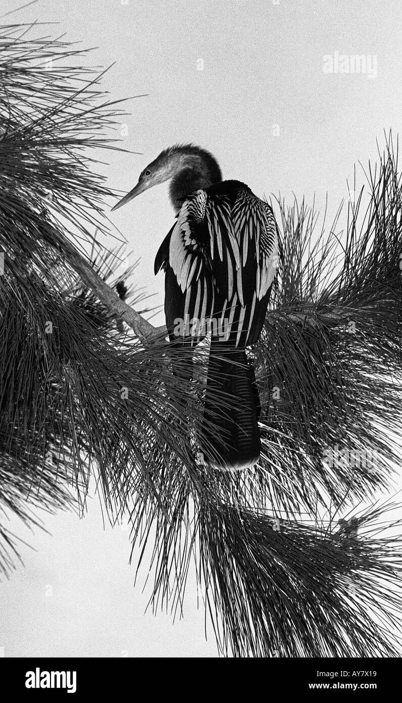 Anhinga, the snake bird Stock Photo - Alamy