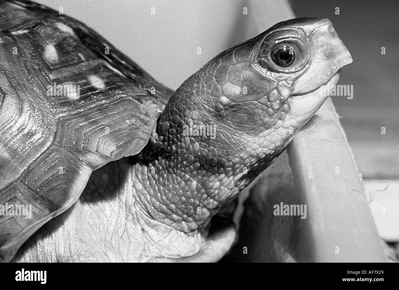 Tortoise life Black and White Stock Photos & Images - Alamy
