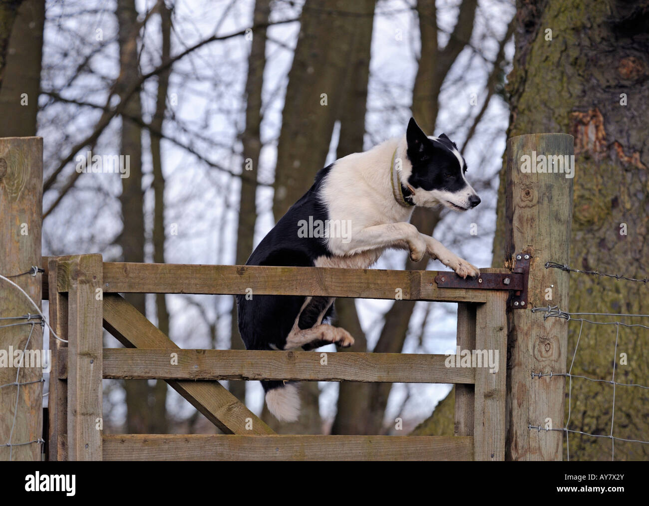 Border collie dog leaping over wooden gate . Bonnington , Lanarkshire ...