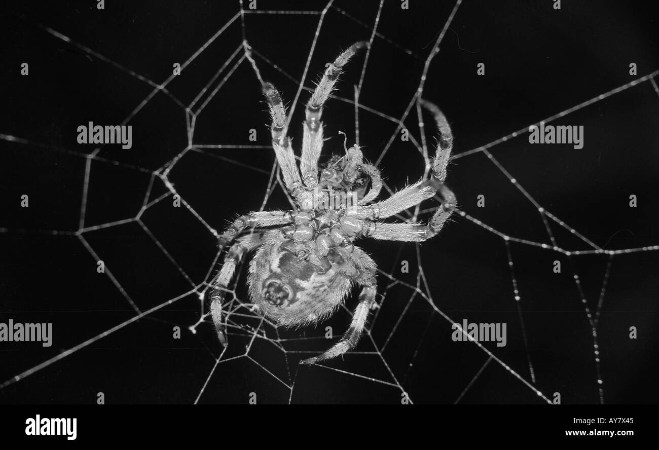 Underside of spider Black and White Stock Photos & Images - Alamy