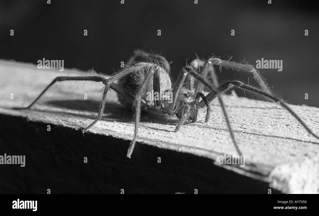 Female house spider on piece of wood Stock Photo - Alamy