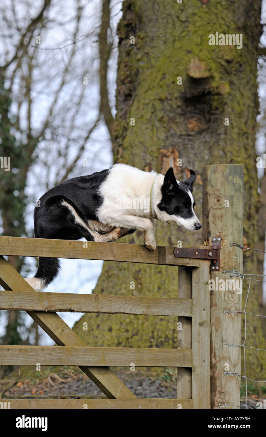 Border collie dog leaping over wooden gate . Bonnington , Lanarkshire ...