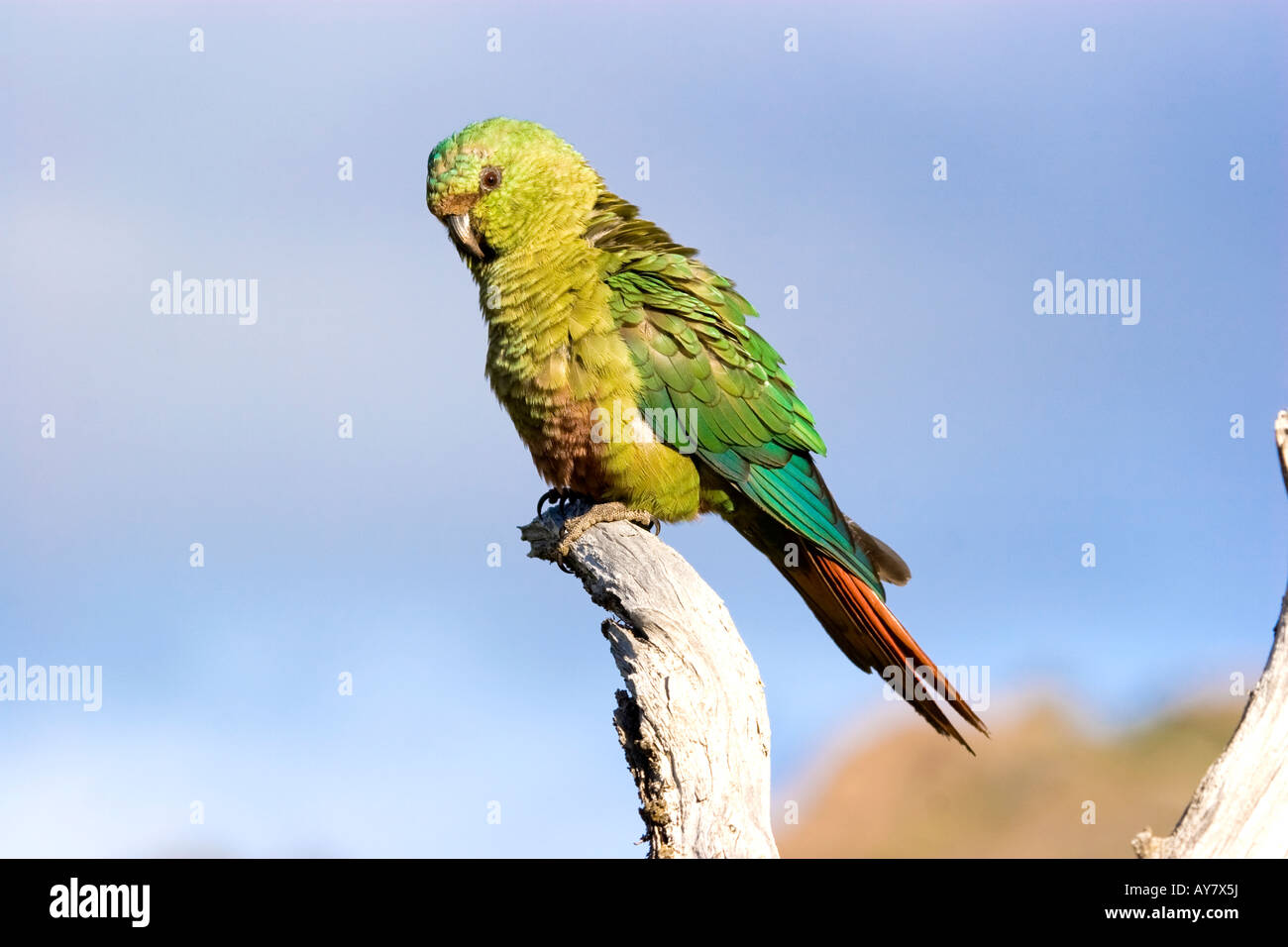 Austral conure hi-res stock photography and images - Alamy