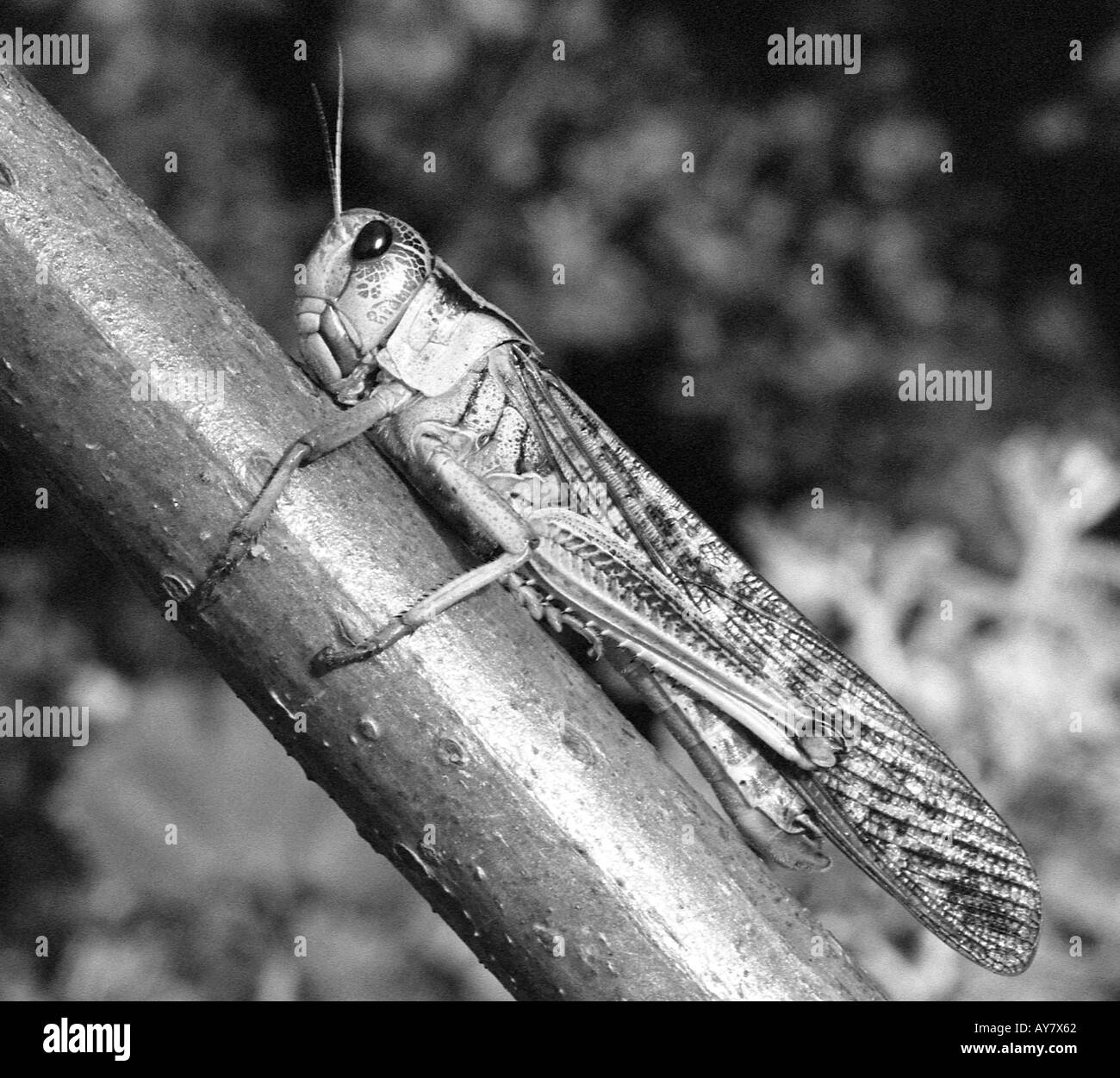 Locust close up picture Stock Photo - Alamy