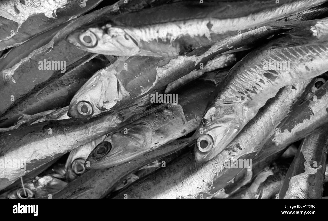Sardines box Black and White Stock Photos & Images - Alamy