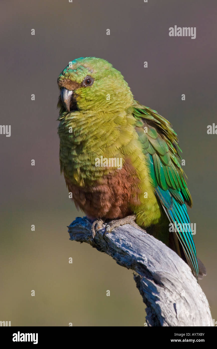 Austral conure torres del paine hi-res stock photography and images - Alamy