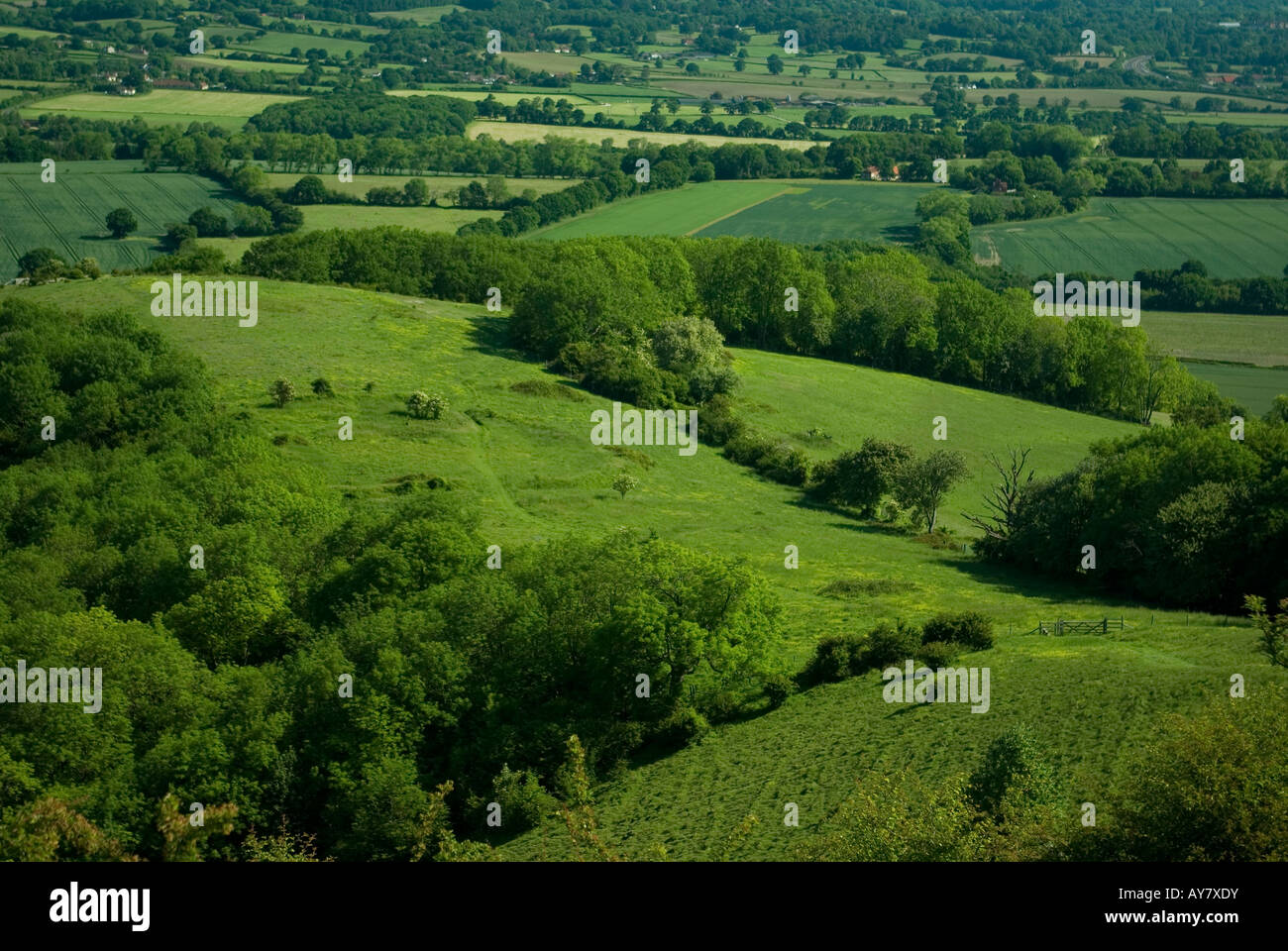 Naturally green countryside with rolling fields woods and hedgerows on ...