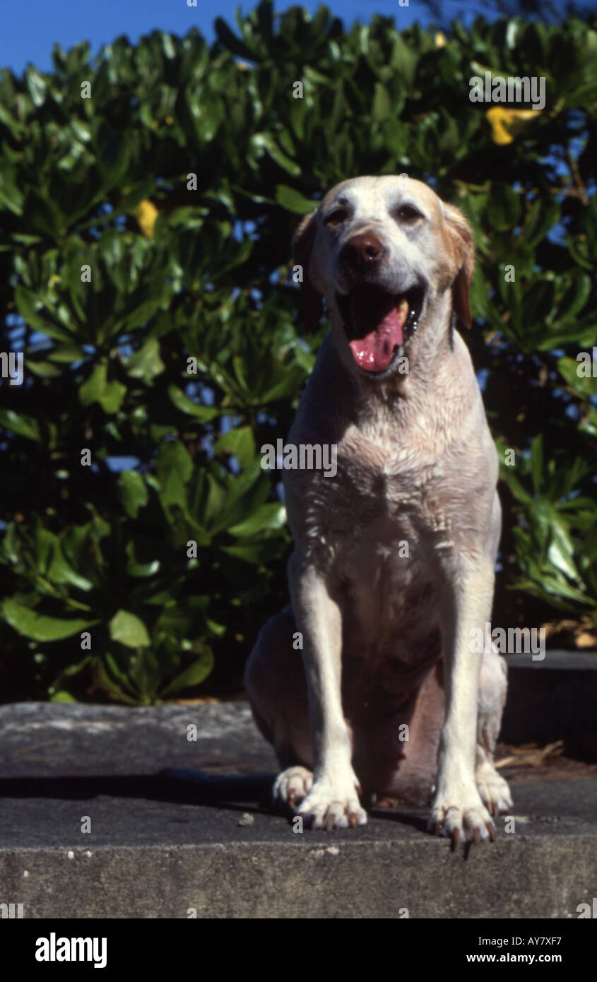 Female 10 year old cream Labrador Retriever "Pudding Stock Photo - Alamy