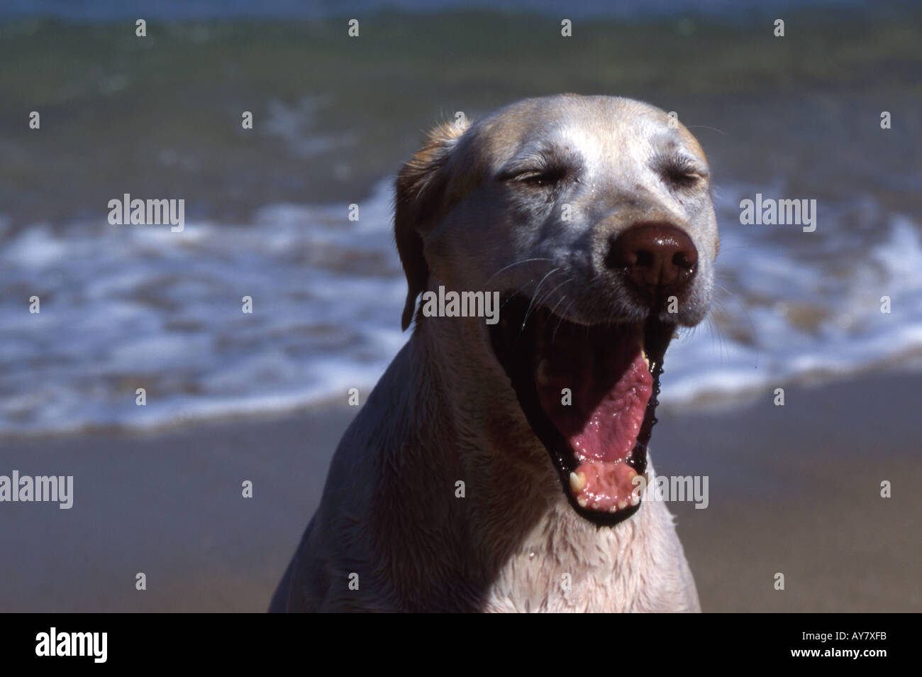 Female 10 year old cream Labrador Retriever "Pudding Stock Photo - Alamy