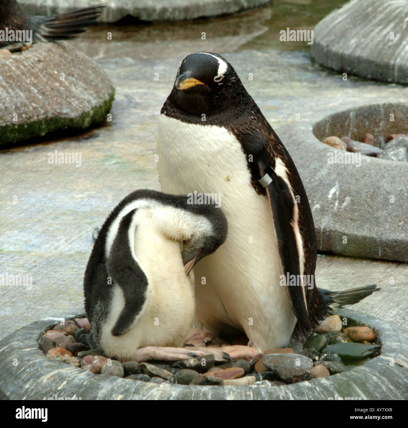 Edinburgh zoo penguins hi-res stock photography and images - Alamy