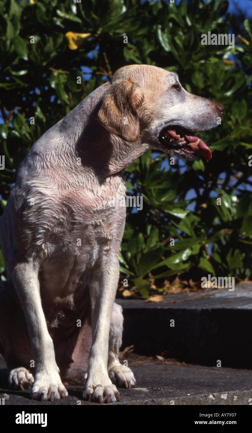 Female 10 year old cream Labrador Retriever "Pudding Stock Photo - Alamy
