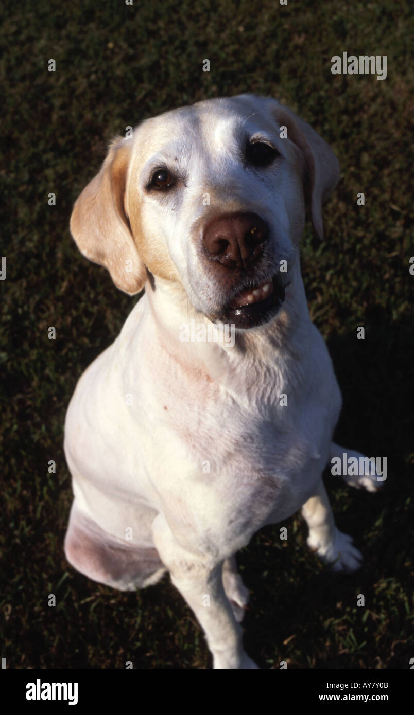 Female 10 year old cream Labrador Retriever "Pudding Stock Photo - Alamy