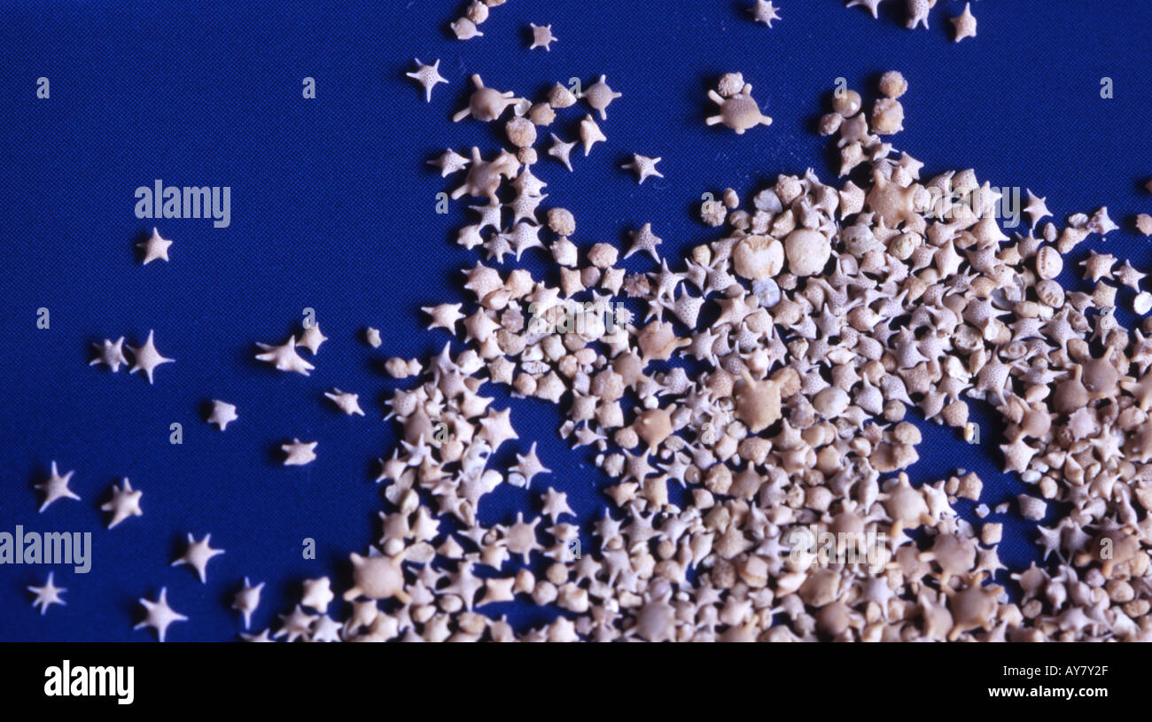 Star Sand from Hoshizuna beach Yaeyama Islands including Ishigaki ...