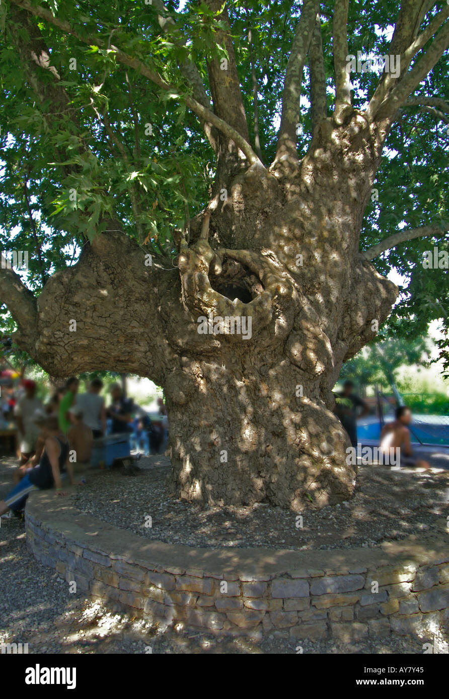Ancient plane tree in Bayir Village in hills near Marmaris TURKEY Stock ...