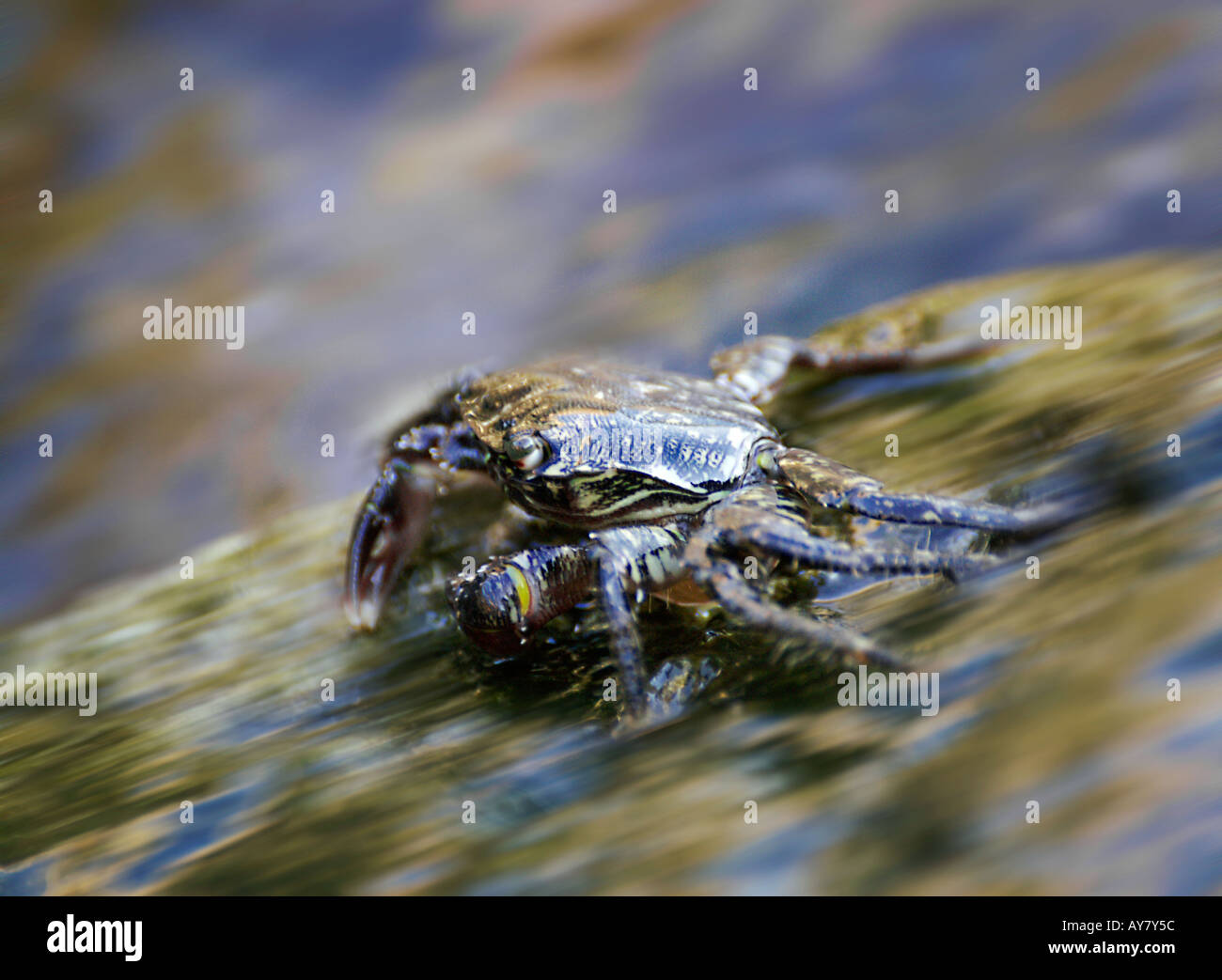 Crab in rockpool hi-res stock photography and images - Alamy
