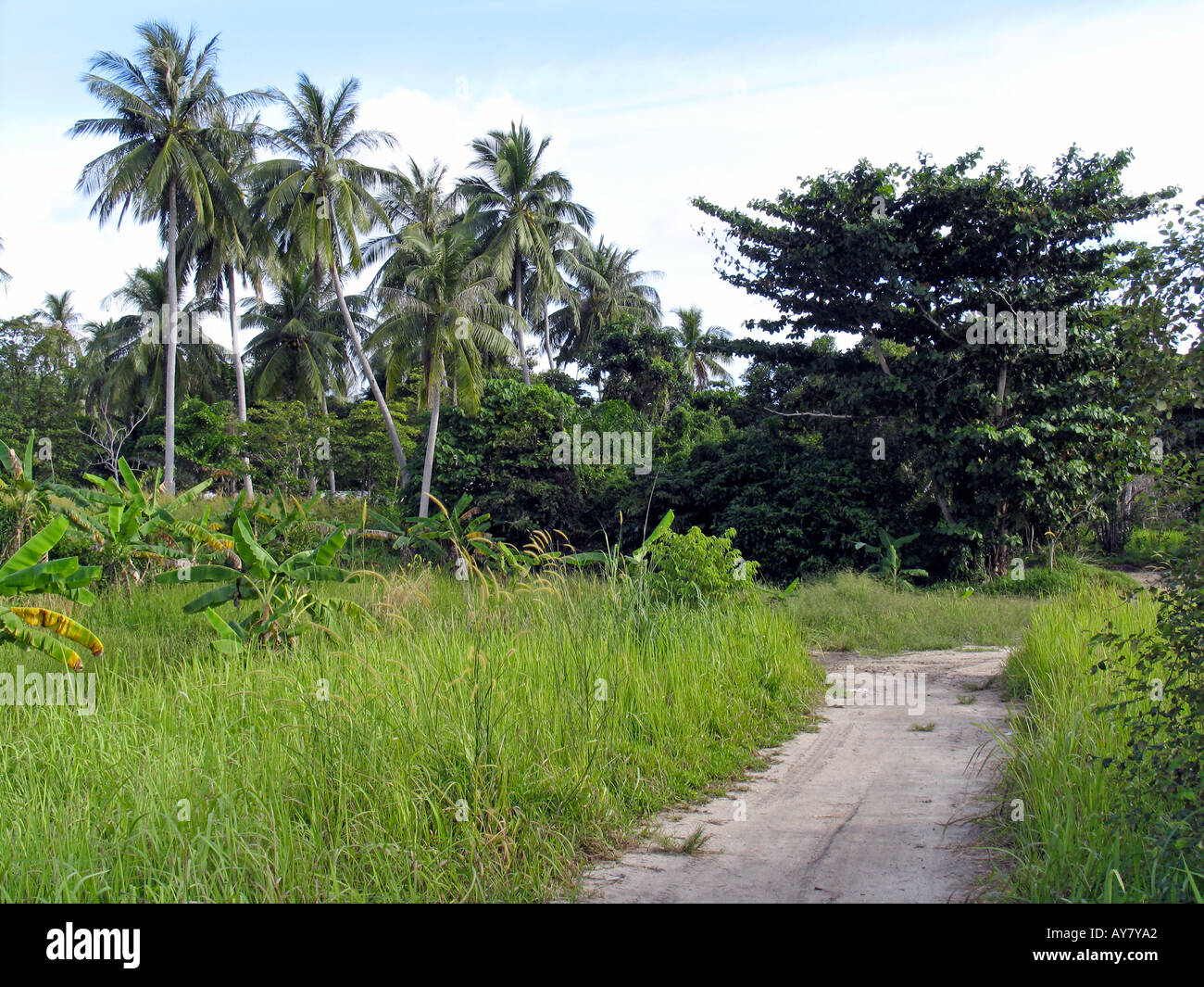 Unmade road track pathway hi-res stock photography and images - Alamy