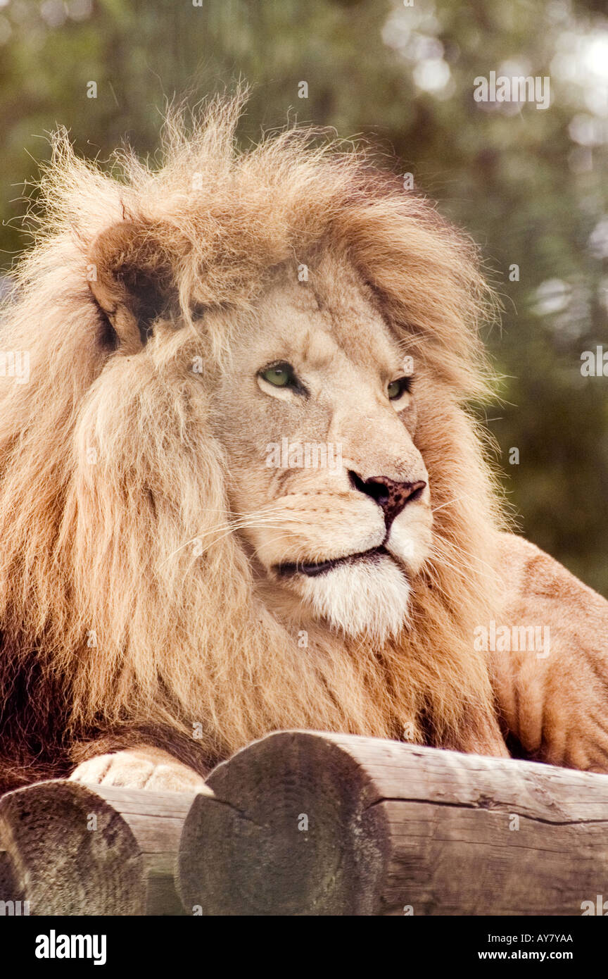 Male lion PANTHERA LEO Stock Photo - Alamy