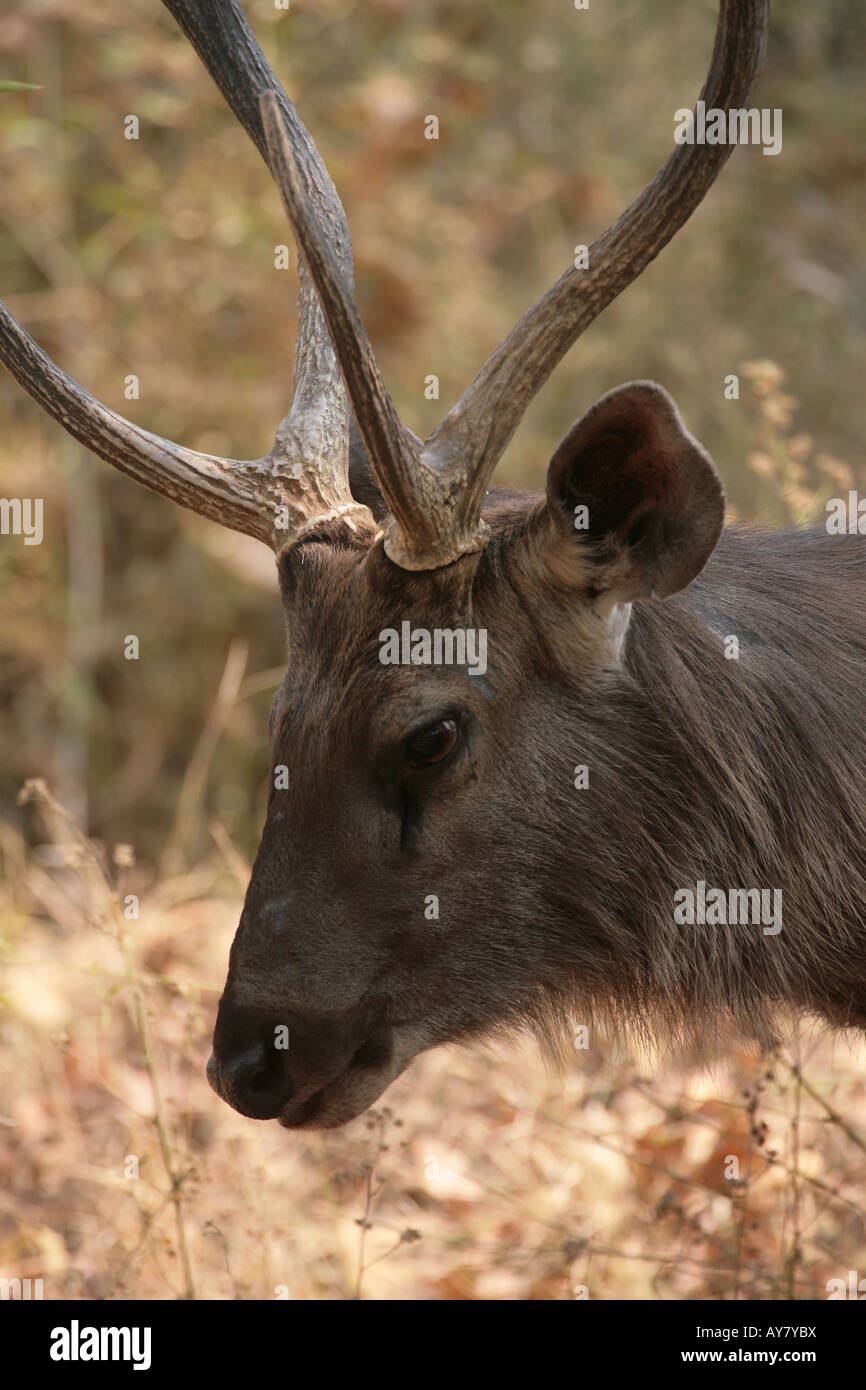 Sambar deer buck Stock Photo - Alamy