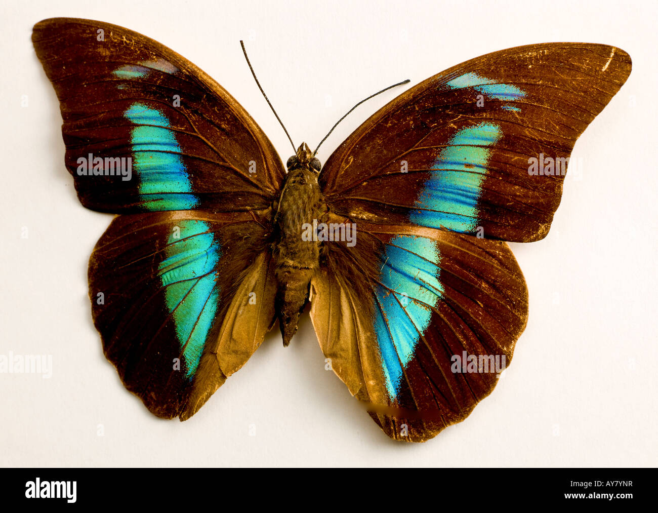 Dancing butterfly hi-res stock photography and images - Alamy