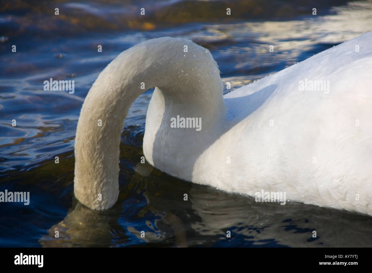 Funny and underwater hi-res stock photography and images - Alamy