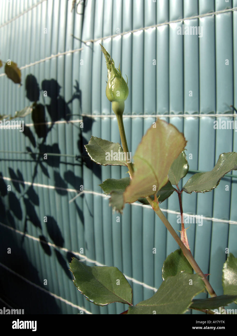 Red rose (Rosa L Stock Photo - Alamy